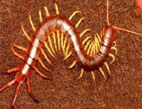 Insectos amigos del huerto